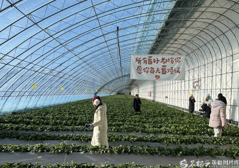 新疆的冬天亚克西丨从雪场滑到大棚，奔赴乌鲁木齐县的“莓”好暖冬_国内_红星新闻网